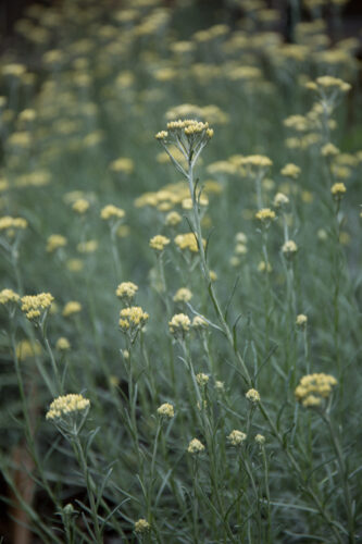 Growing Helichrysum for Your Aromatic Apothecary – Mother Earth News
